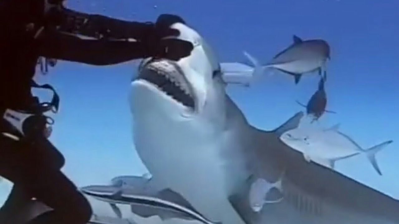 shark attack | 🐬 shark attack fish tank | shark attack fish hook ...