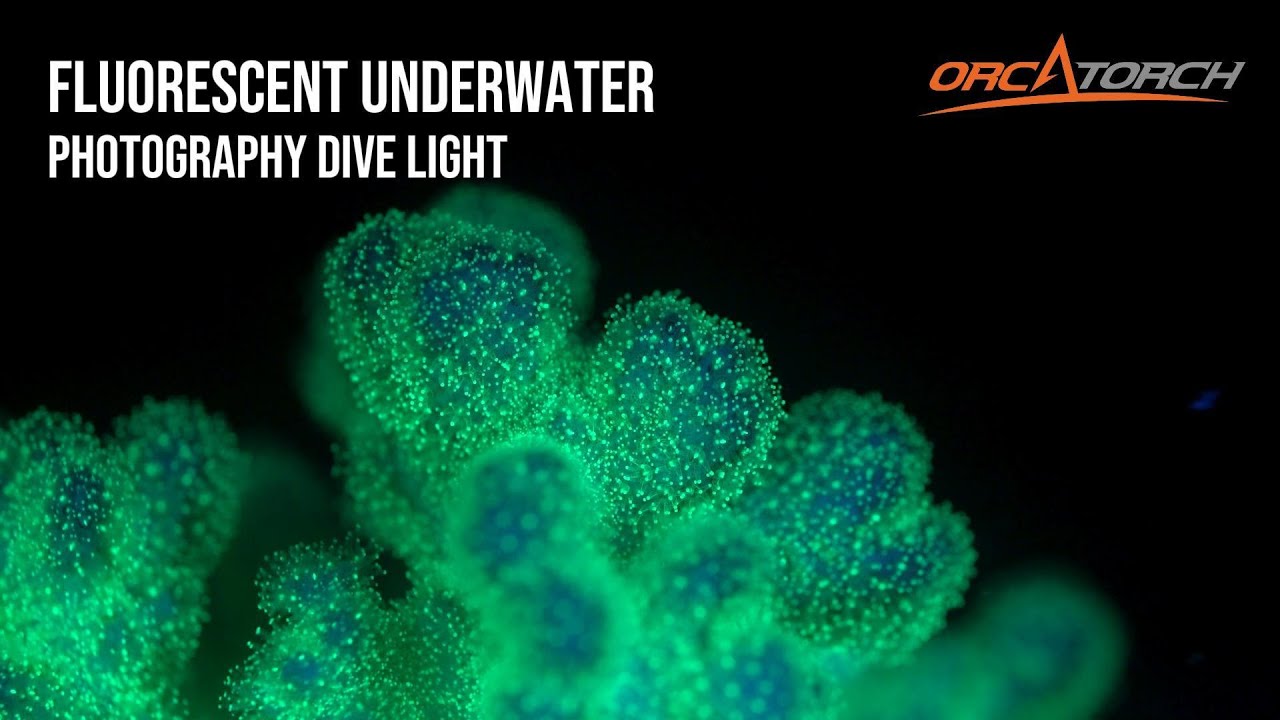 What Diving Lights We Need for Fluorencent Underwater Photography - YouTube