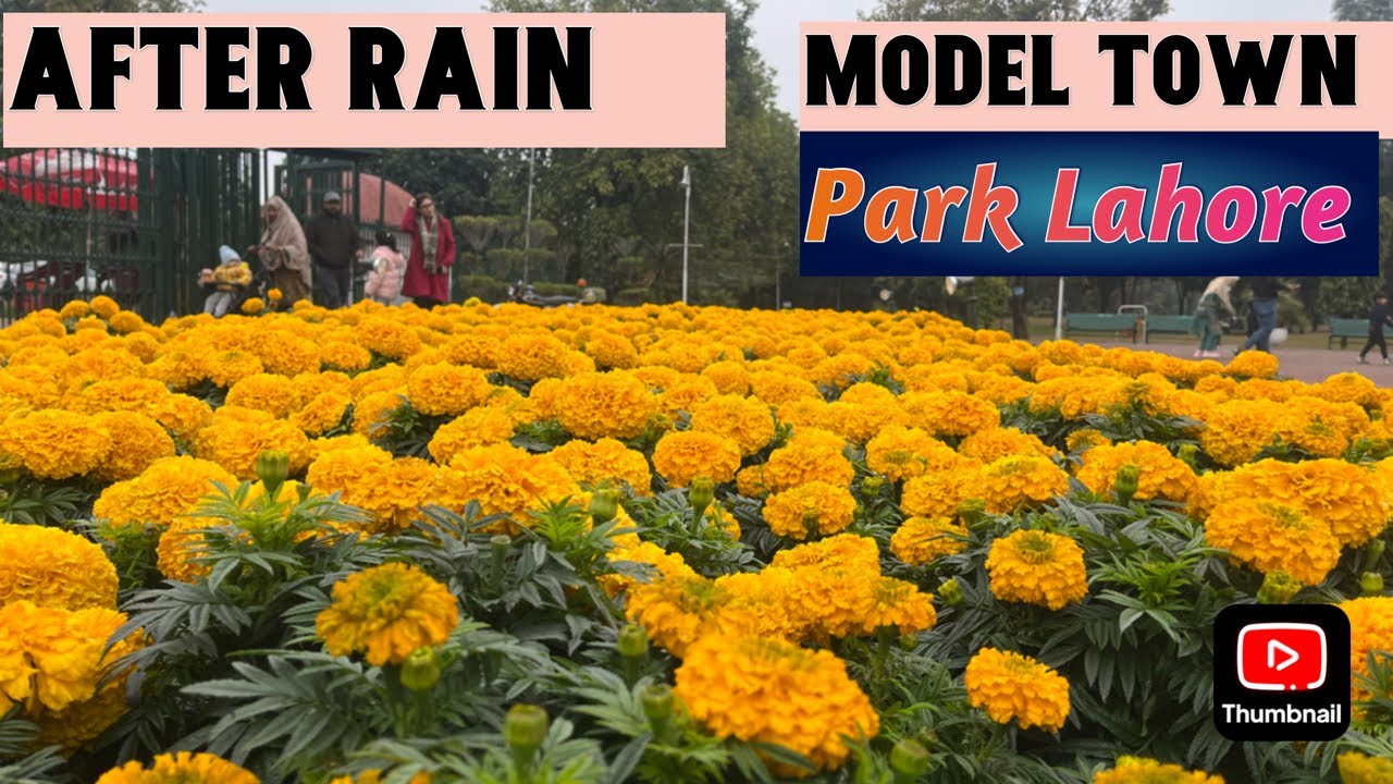Model Town Park Lahore After Rain | Greenery Greenery every where ...