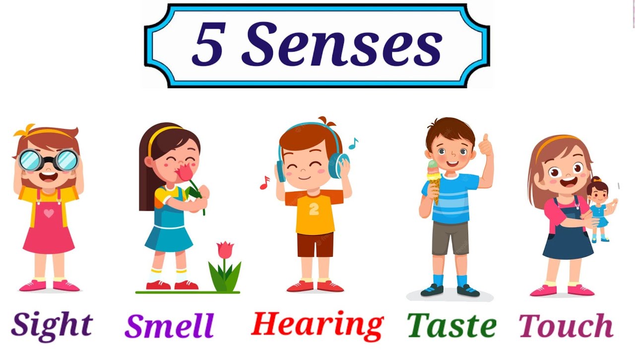 Human Sense Organs | Our Senses | Learn about 5 Senses | Sense Organs ...