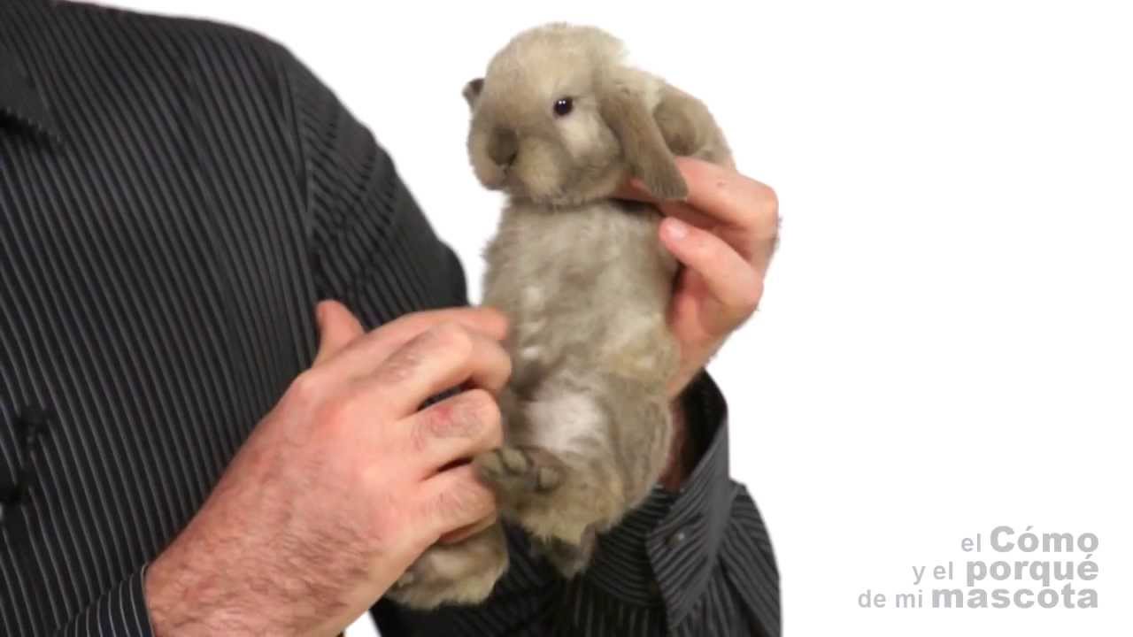 CONEJOS - El sistema digestivo de los Conejos - YouTube