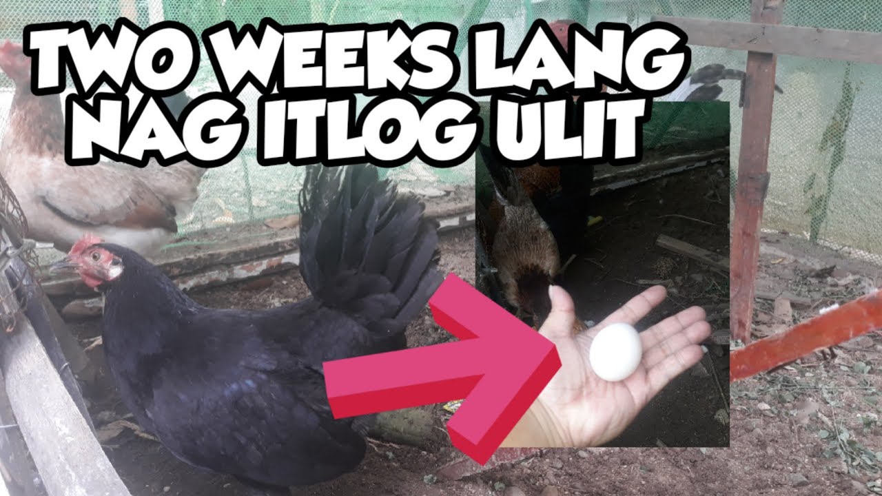 PARAAN PARA MABILIS MAG ITLOG O MANGITLOG ANG NATIVE CHICKEN - YouTube