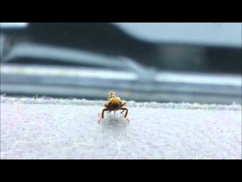 Insect dancing to Staying Alive - YouTube