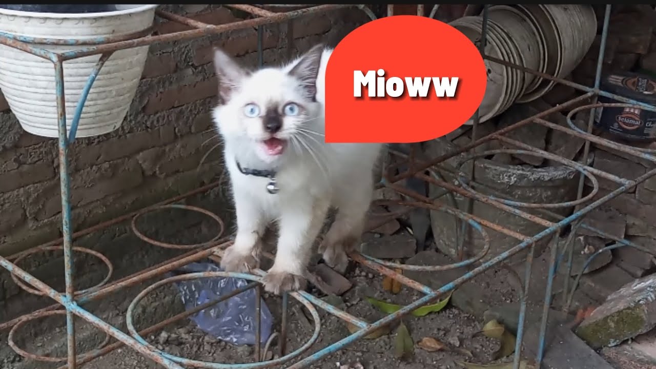 KUCING GOSONG MAIN #cat - YouTube
