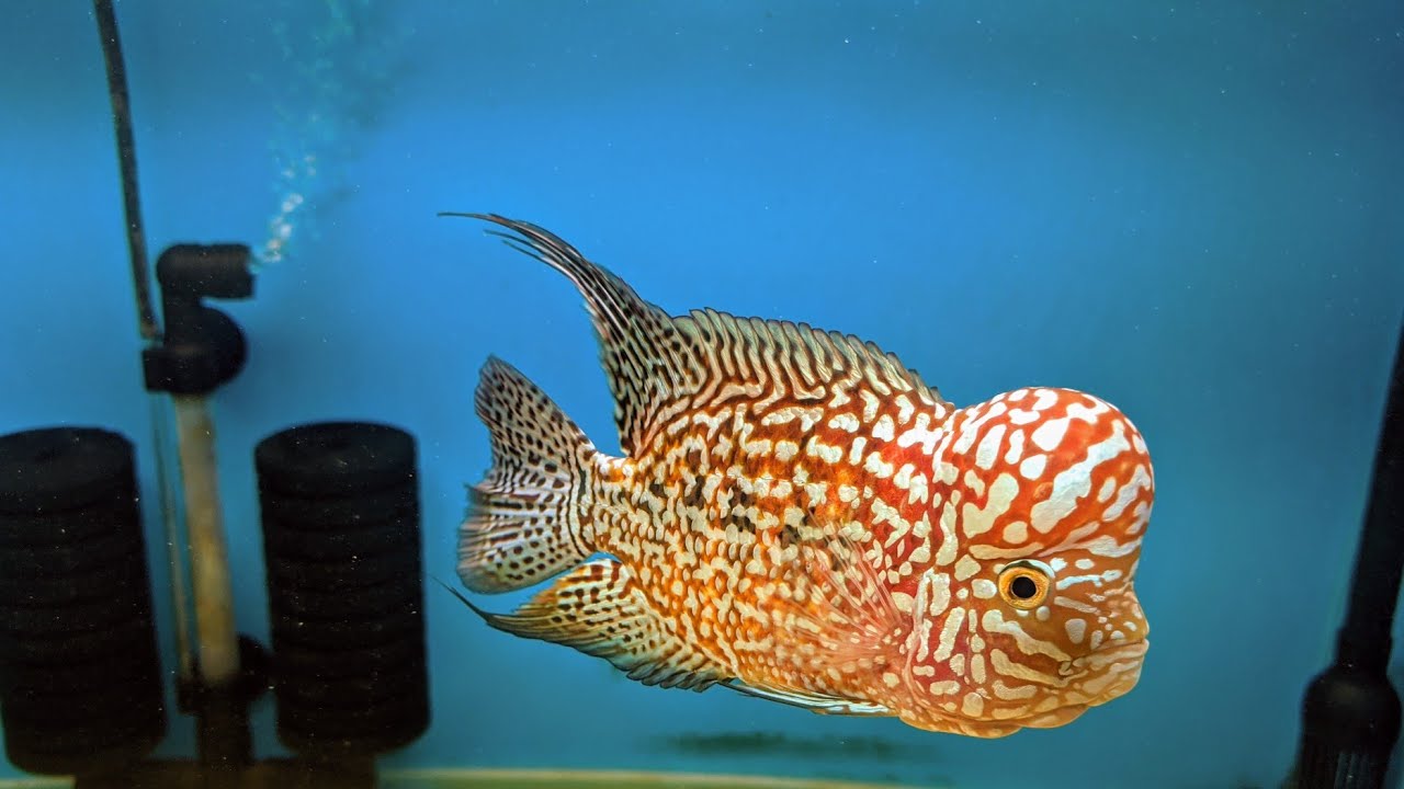 King Kamfa super vip,kamfa Flowerhorn,king kamfa,kamfa in India,kamfa ...