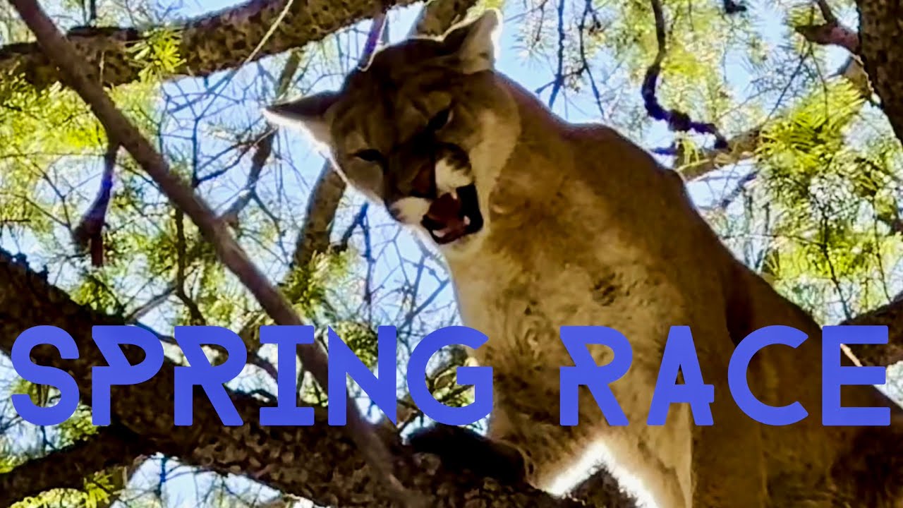 Spring Lion Race - Trophy Quest Outdoors - YouTube