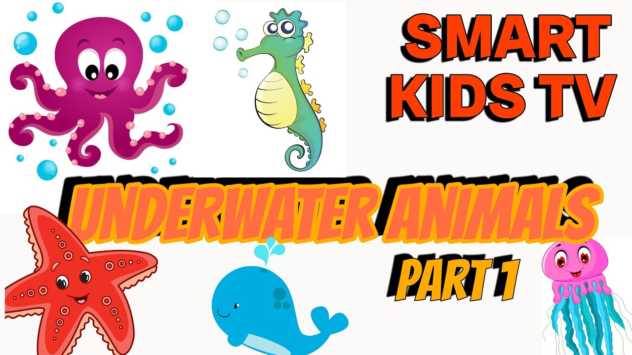 See and learn real AQUATIC animals | SMART KIDS TV - YouTube