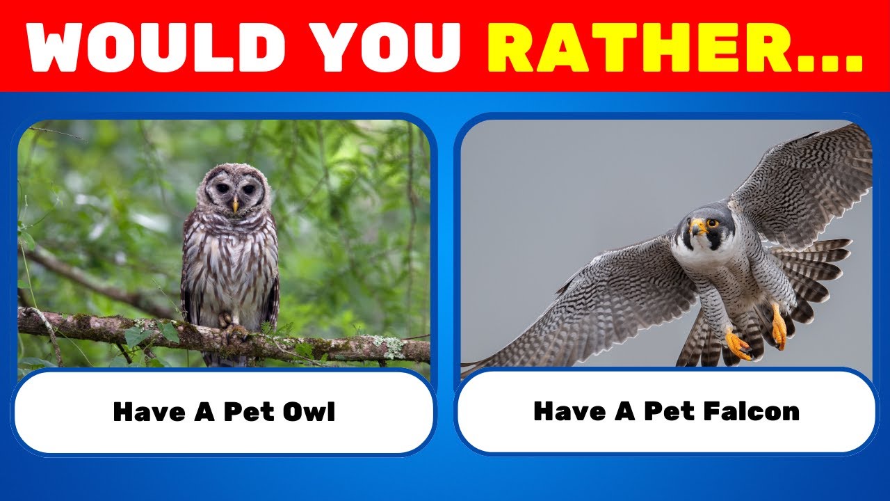 Would You Rather Animal Edition | 25 Questions 🦈🦁 - YouTube