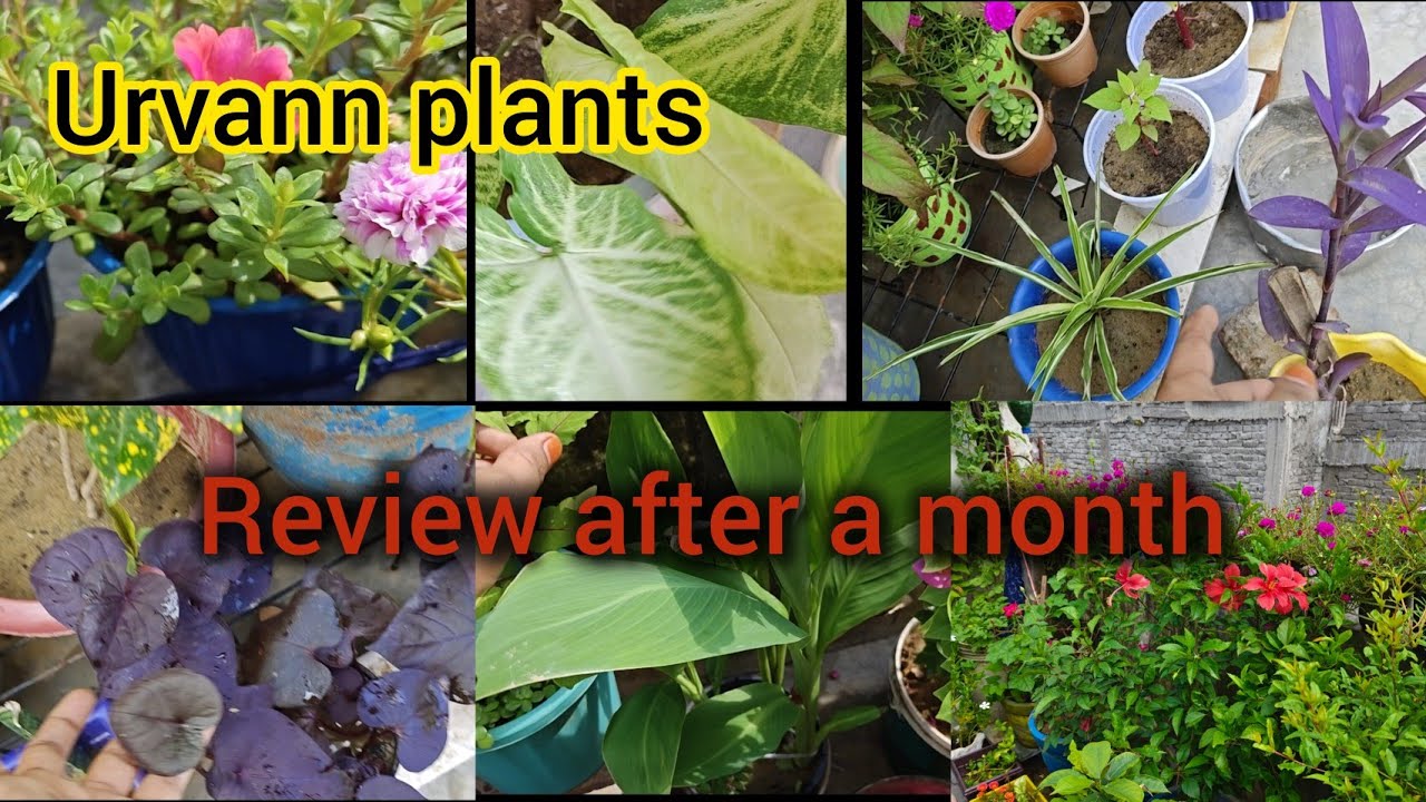 urvann plants update after a month. taking care of my plants. Online ...