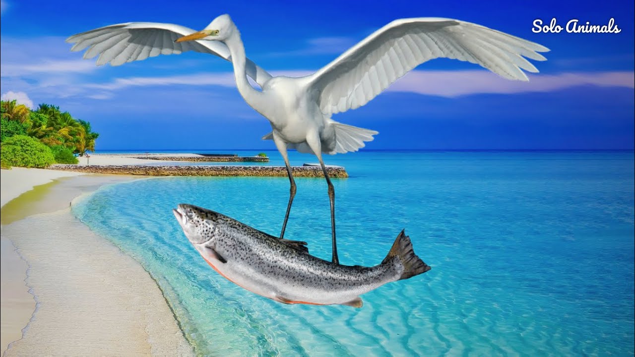 Wild Birds: Wild Birds Eating Food | Birds Eating Food | Birds Eating ...