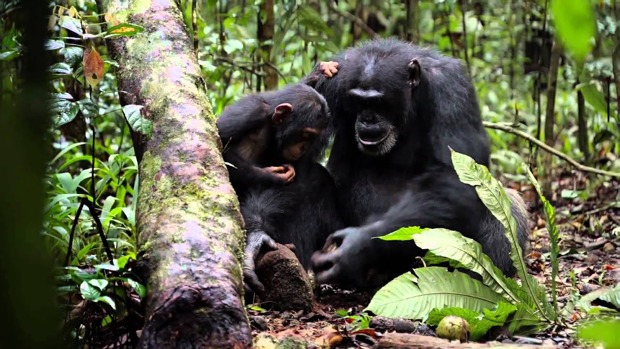 Chimpanzee Trailer - Disney Nature TV Spot - Featuring Jane Goodall (HD ...
