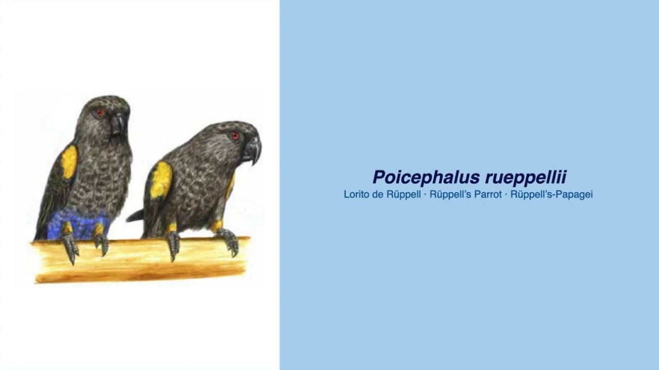Video Encyclopedia of Parrot Species - #152 Poicephalus rueppellii ...