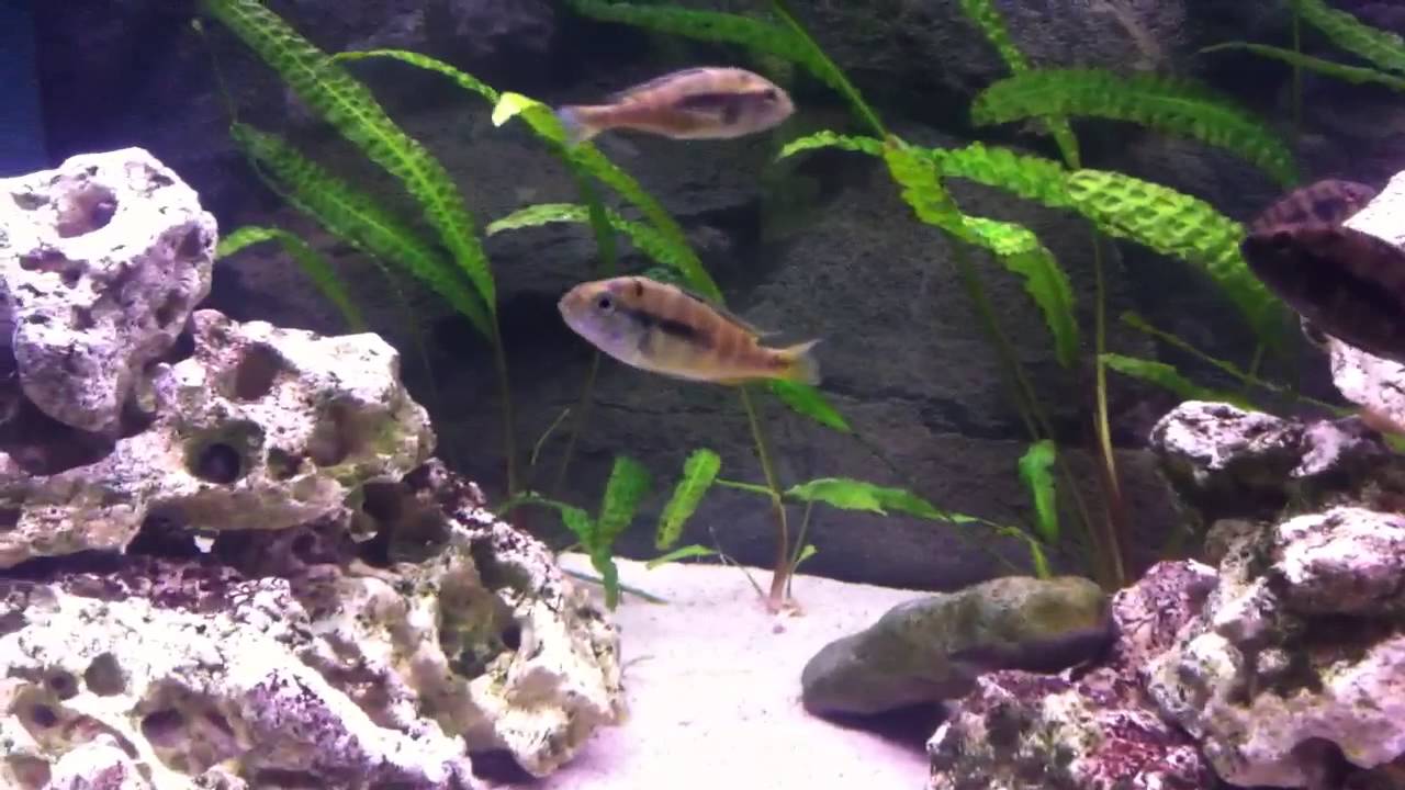 Neochromis rufocaudalis Saa Nane - YouTube