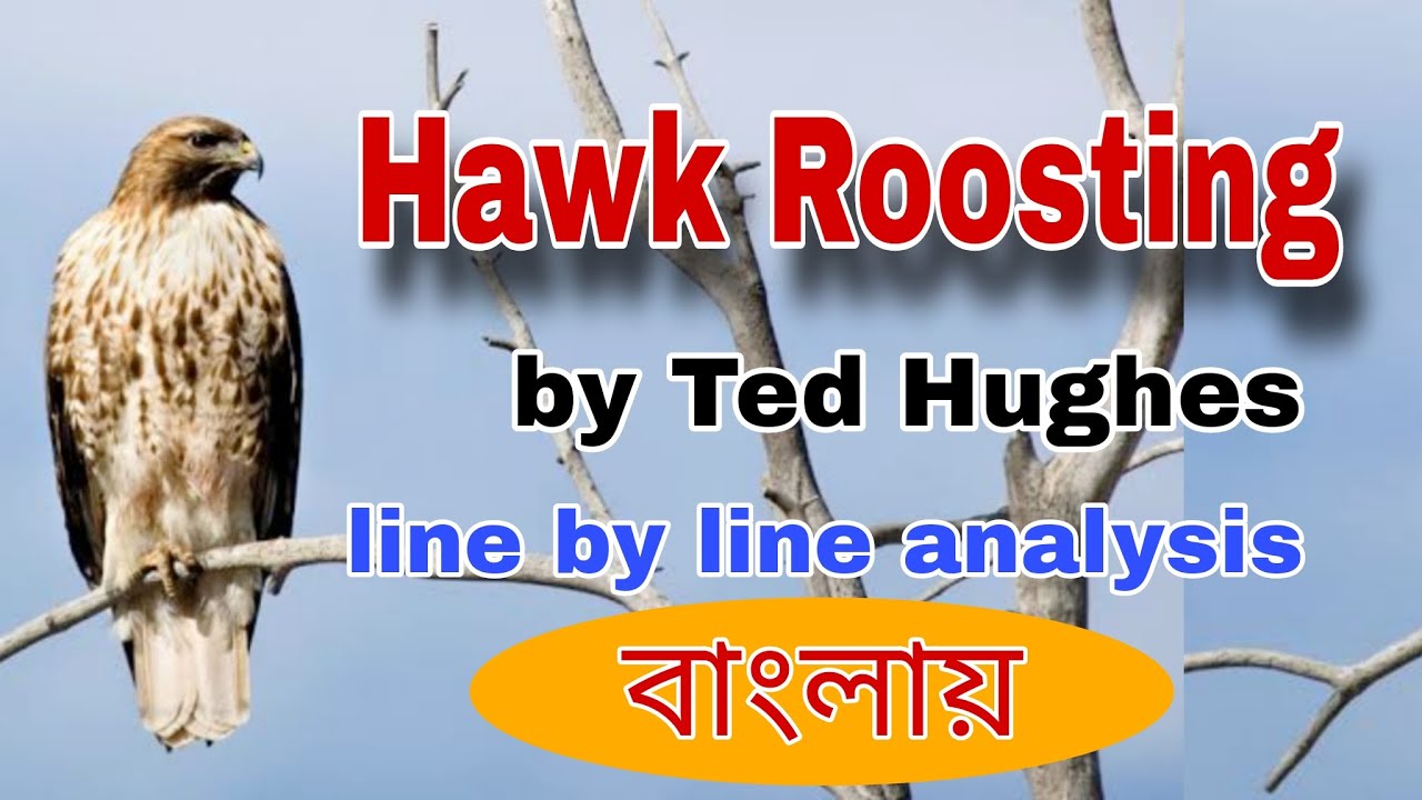 Hawk Roosting by Ted Hughes line by line analysis in Bengali - YouTube
