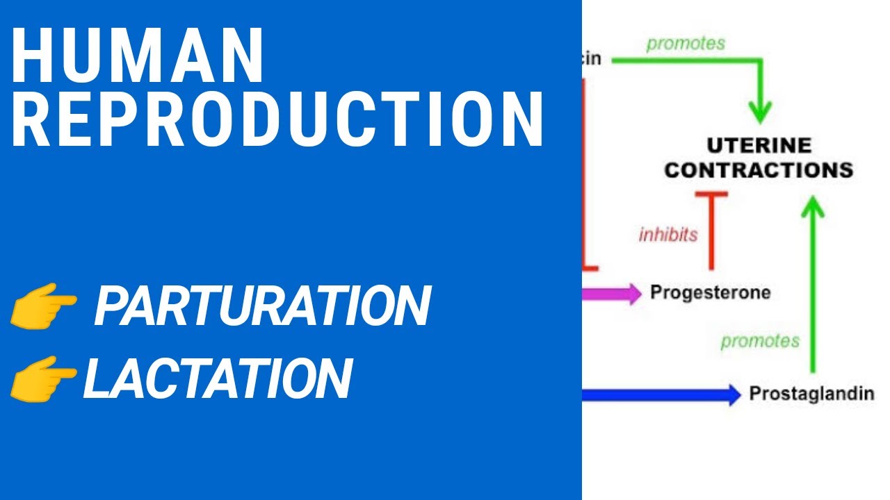 Parturition and lactation l class 12 l biology - YouTube