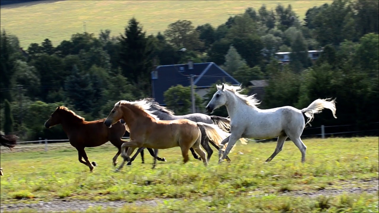 Stádo koní - YouTube