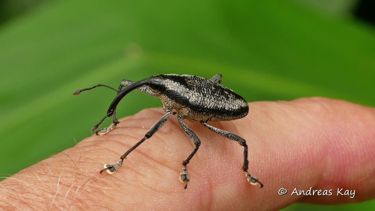 Leggy Pinocchio Weevil from Ecuador - YouTube