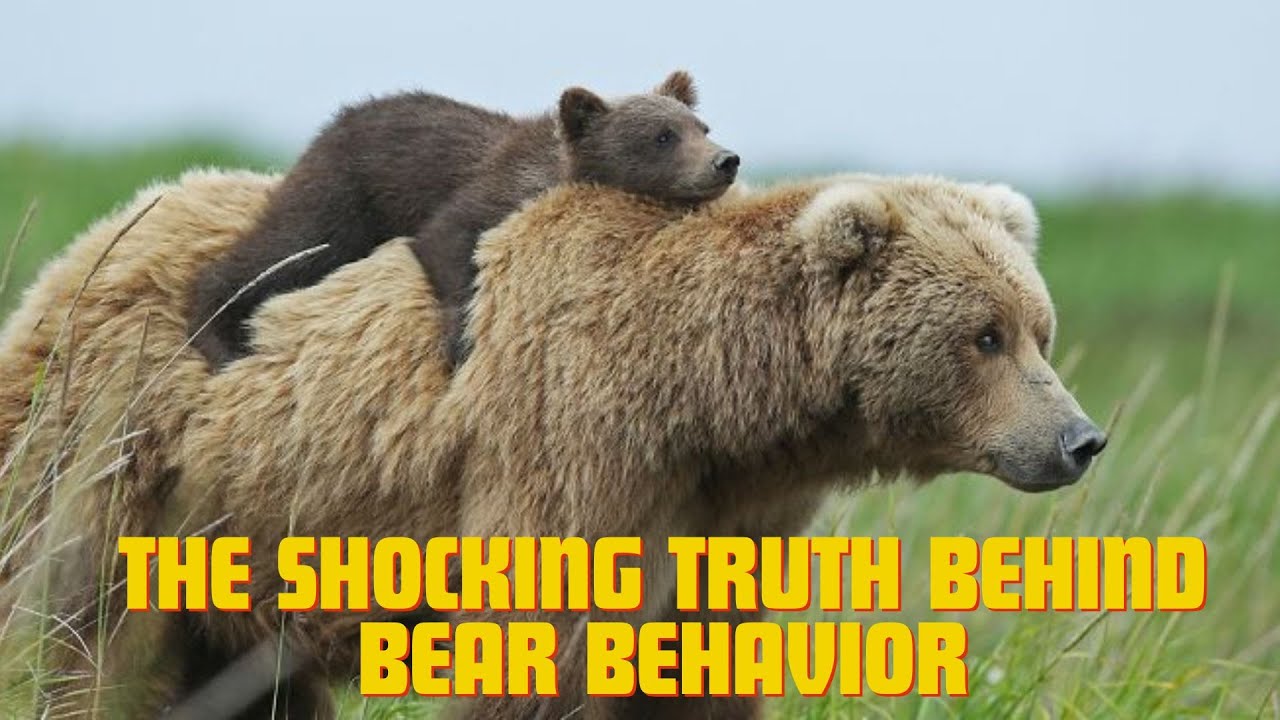 The Shocking Truth Behind Bear Behavior - YouTube