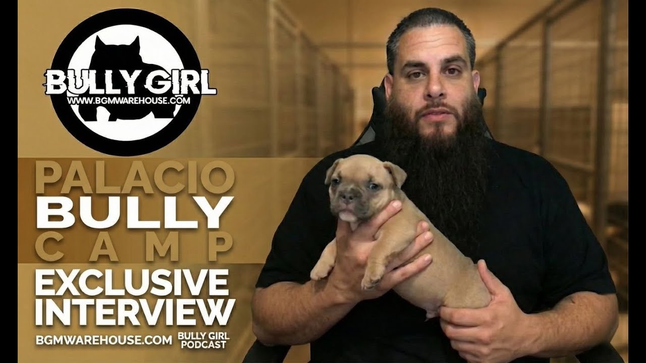 Building the Perfect Pocket Bully: Inside the Zelda Line with Palacio ...