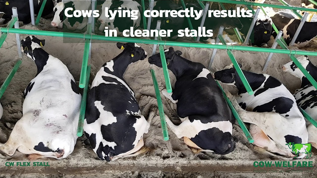 Get To Know Cow Welfare Flex Stall YouTube get-to-know-cow-welfare-flex-stall-youtube