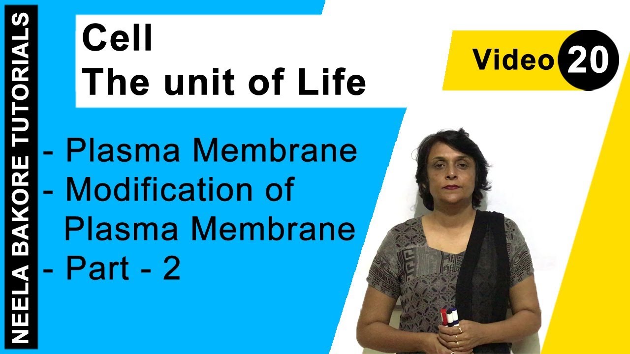 Cell - The Unit of Life | NEET | Plasma Membrane - Modification of ...