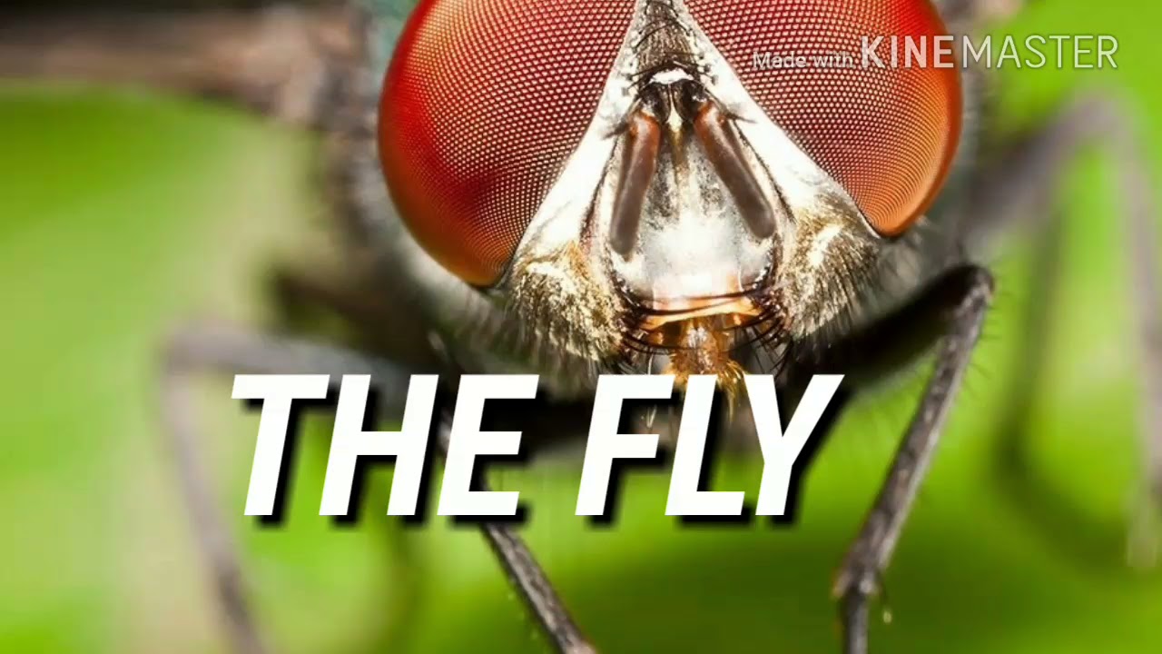 The Fly Poem 5th English Tamil Nadu YouTube the-fly-poem-5th-english-tamil-nadu-youtube