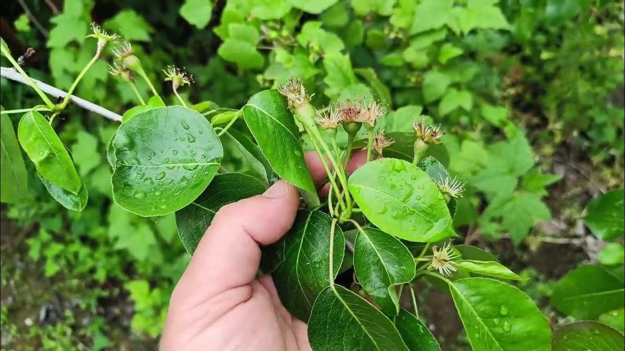 Сорт груши Просто Мария, Чижовская, Патен, Кудесница и др. весна 2023г ...