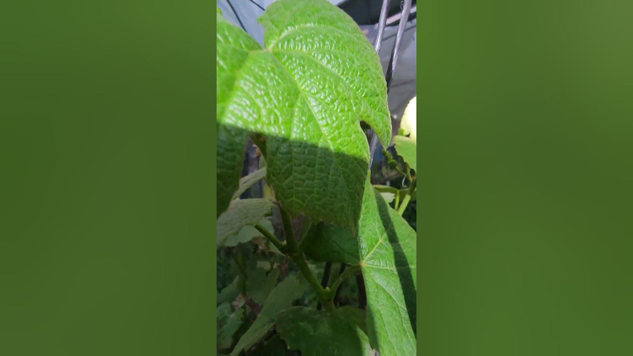 귀농귀촌 제초제없이 풀키워서 농약없이 포도키우기 Youtube