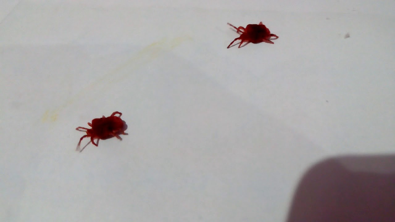 Motta papathi | velvet poochi | - YouTube