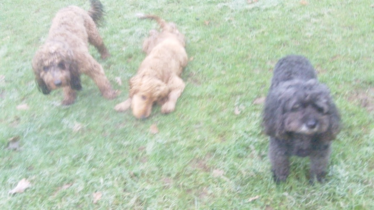 Bertie Cocker loves Billy Cockapoo. - YouTube