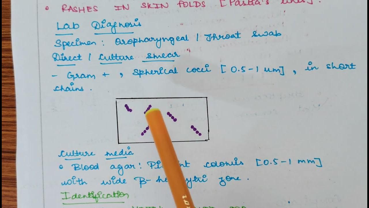 Streptococcal Pharyngitis Microbiology Bacterial Pharyngitis Symptoms Lab Diagnosis