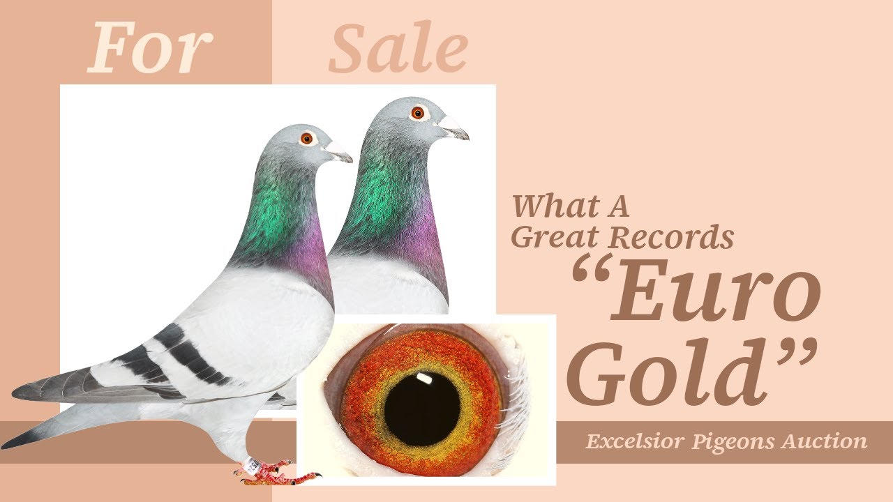 " Euro Gold " An Outstanding Breeding Racing Pigeon For Sale In ...