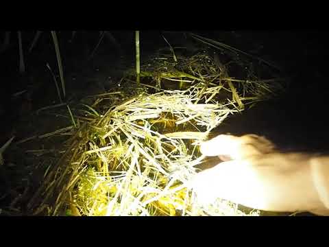 common toad bufo bufo and edible frog pelophylax esculenta in amplex ...