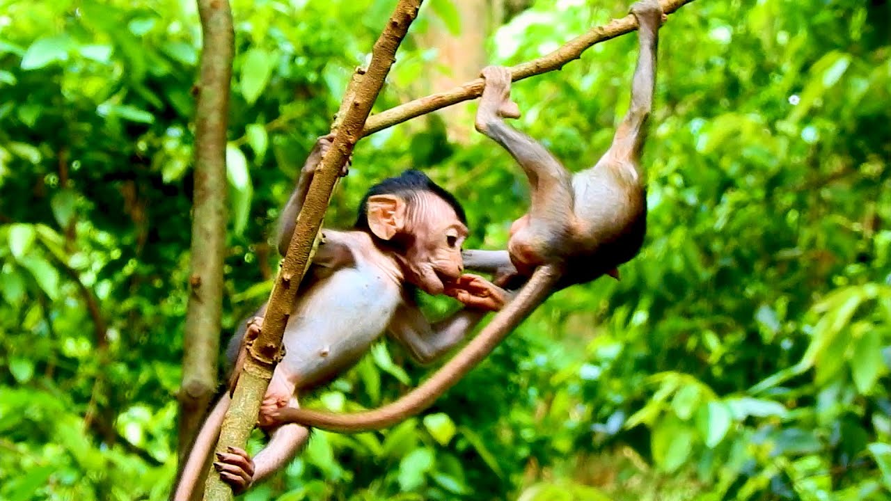 Happiness Of Babies Monkey Playing Together For Happy Clinging The ...