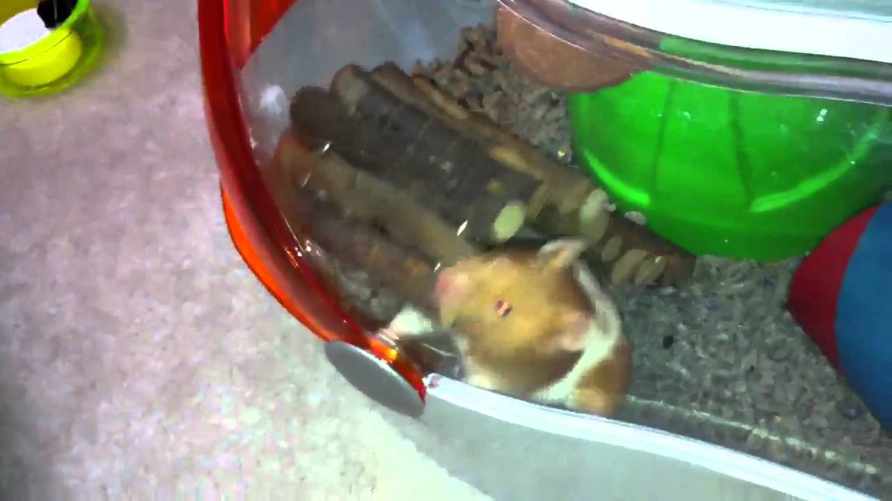 Satanic Hamster HD - YouTube