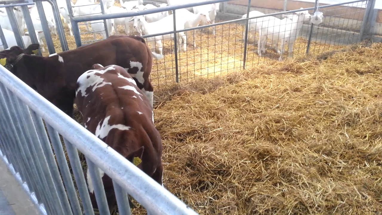 2 Dikbil koeien op De Mekkerstee - YouTube