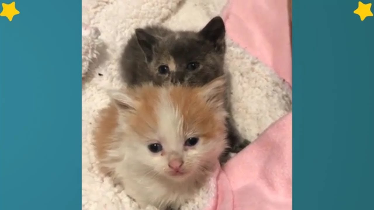 Minicat - Funny And Cute Mini Cat Videos Compilation 2019 #2 - YouTube