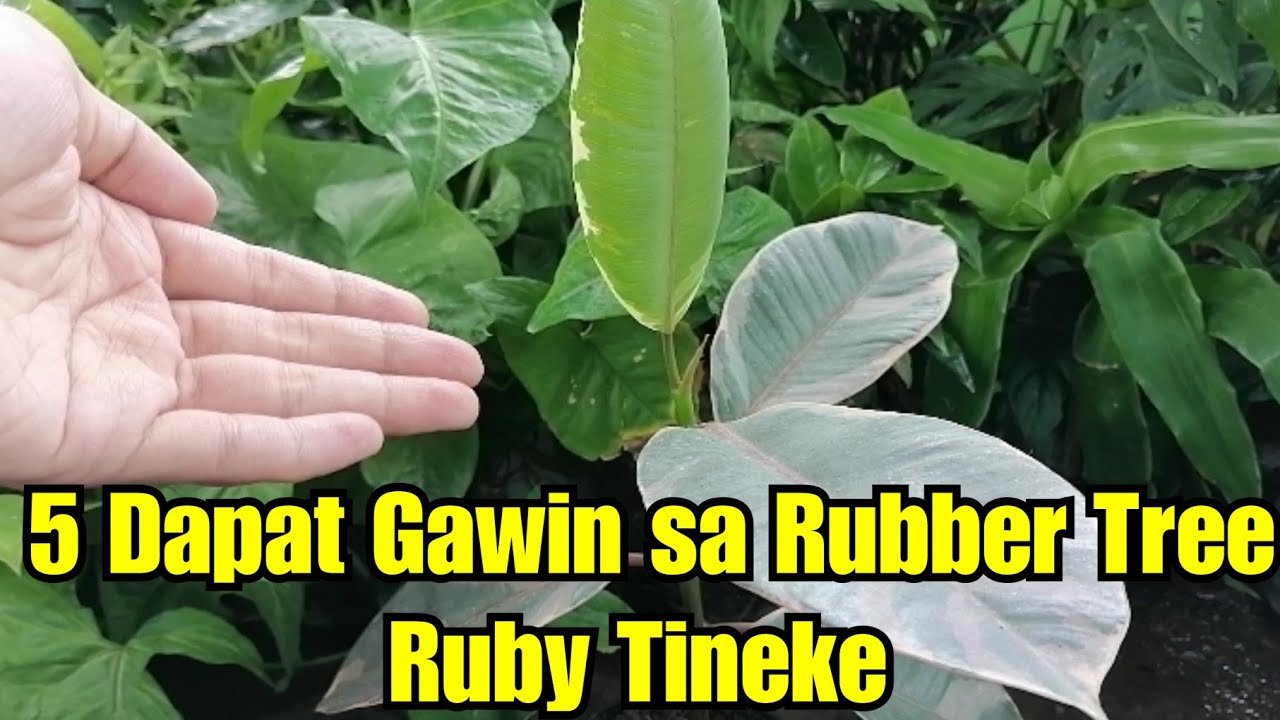 5 Dapat Gawin sa Rubber Tree na Ruby Tineke - YouTube