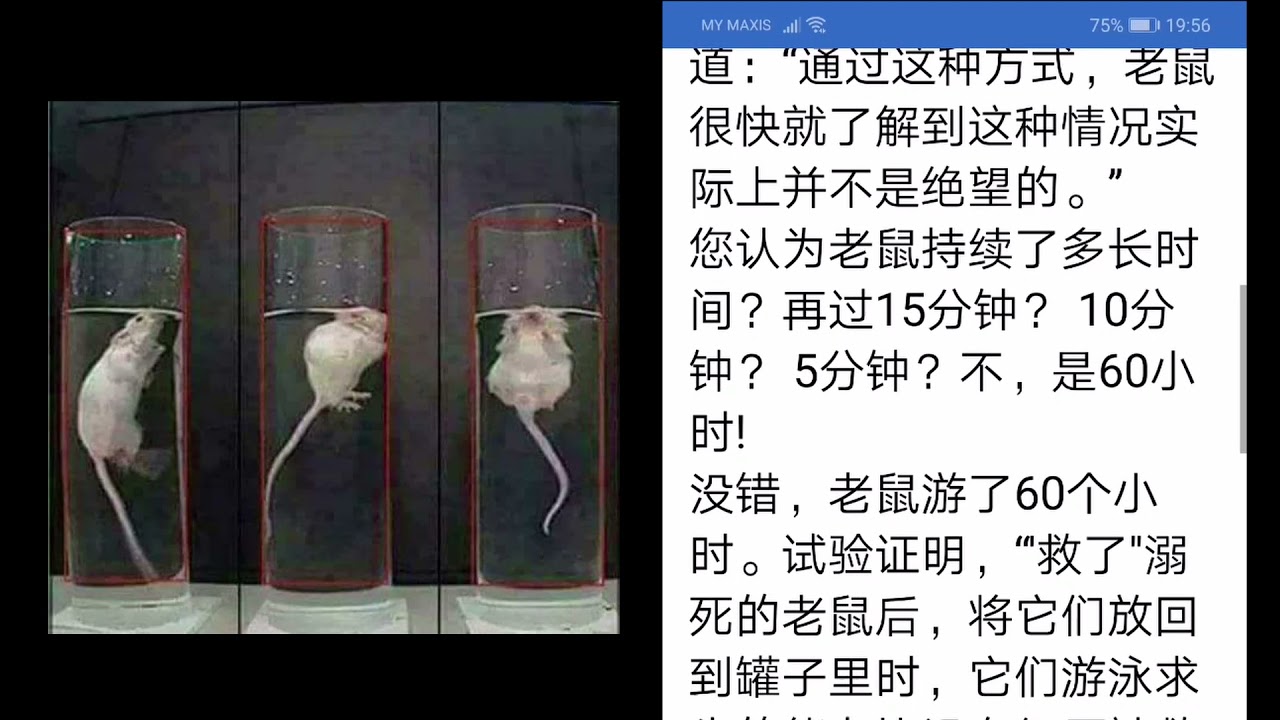 溺水老鼠的心理实验Curt Paul Richter Drowning Rats Psychology Experiment - YouTube
