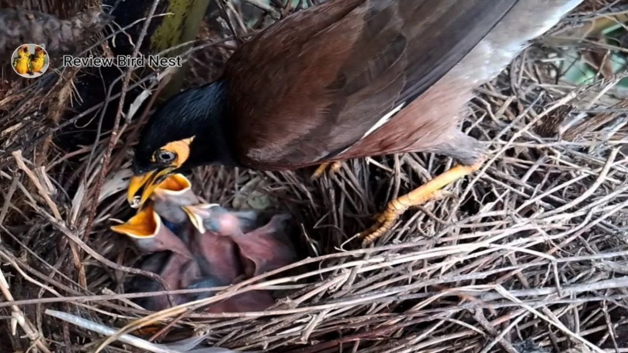 Common Myna Beautifully feeding her little baby in the nest! (EP11 ...