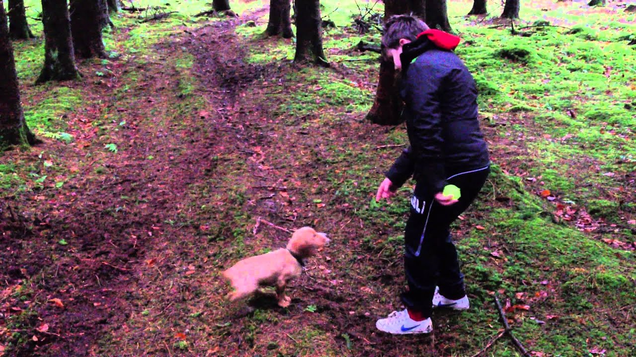 working cocker spaniel 12 weeks old - YouTube