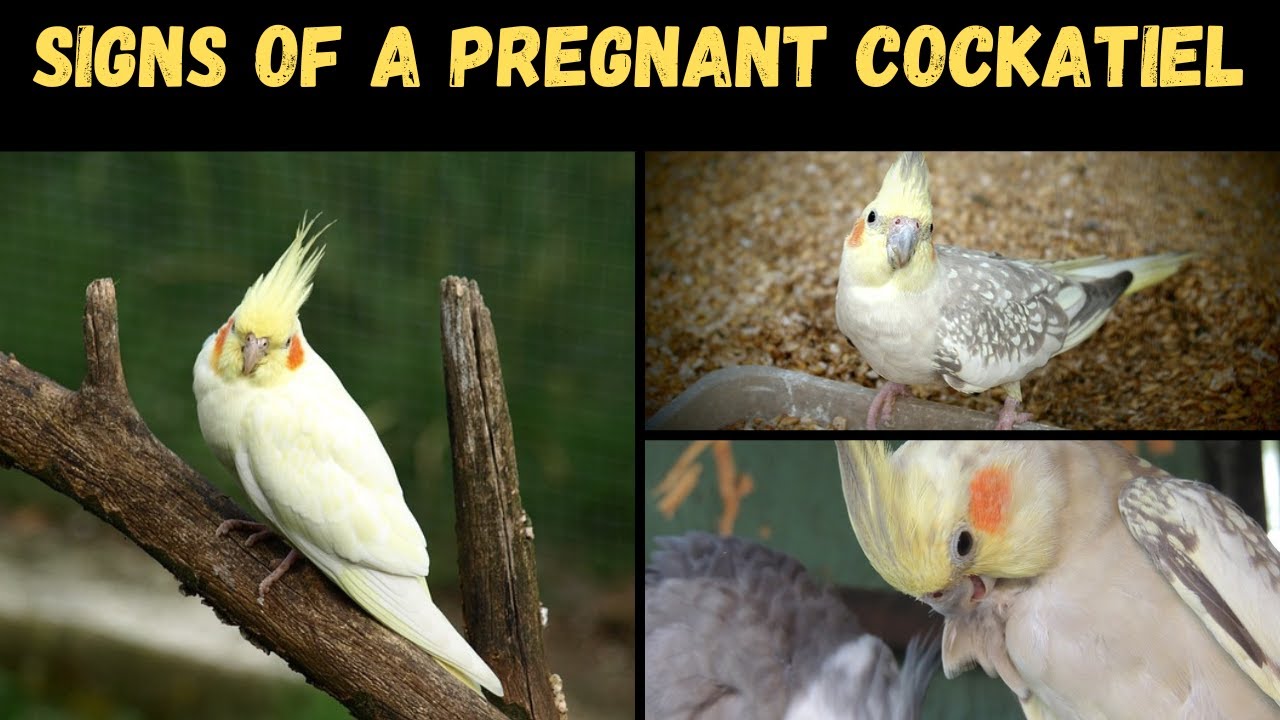 Cockatiel laying eggs Care of cockatiels signs that cockatiel is ...