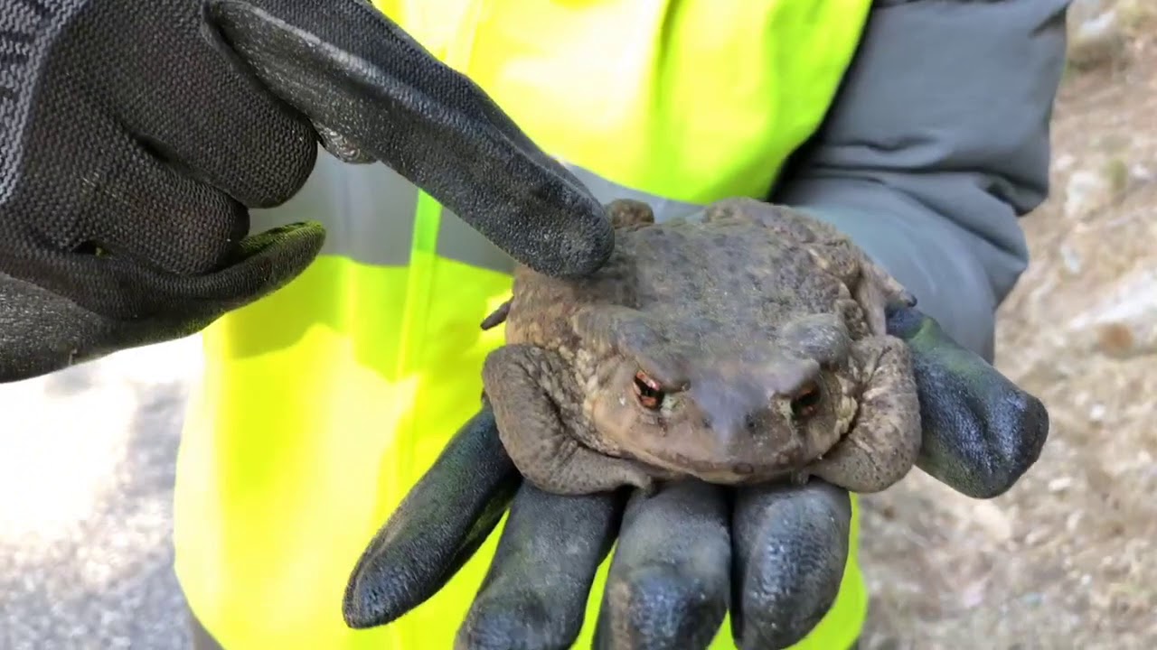 Sauvetage des crapauds d'Isola - YouTube