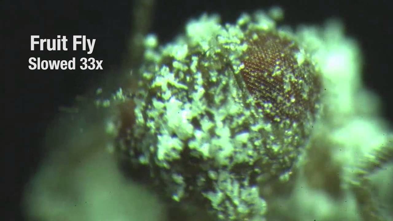 Georgia Tech: Insects Staying Clean - YouTube