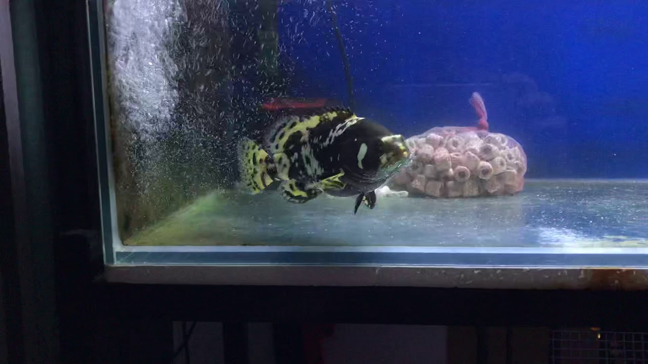 Freshwater converted bumble bee grouper 7” yellow - YouTube