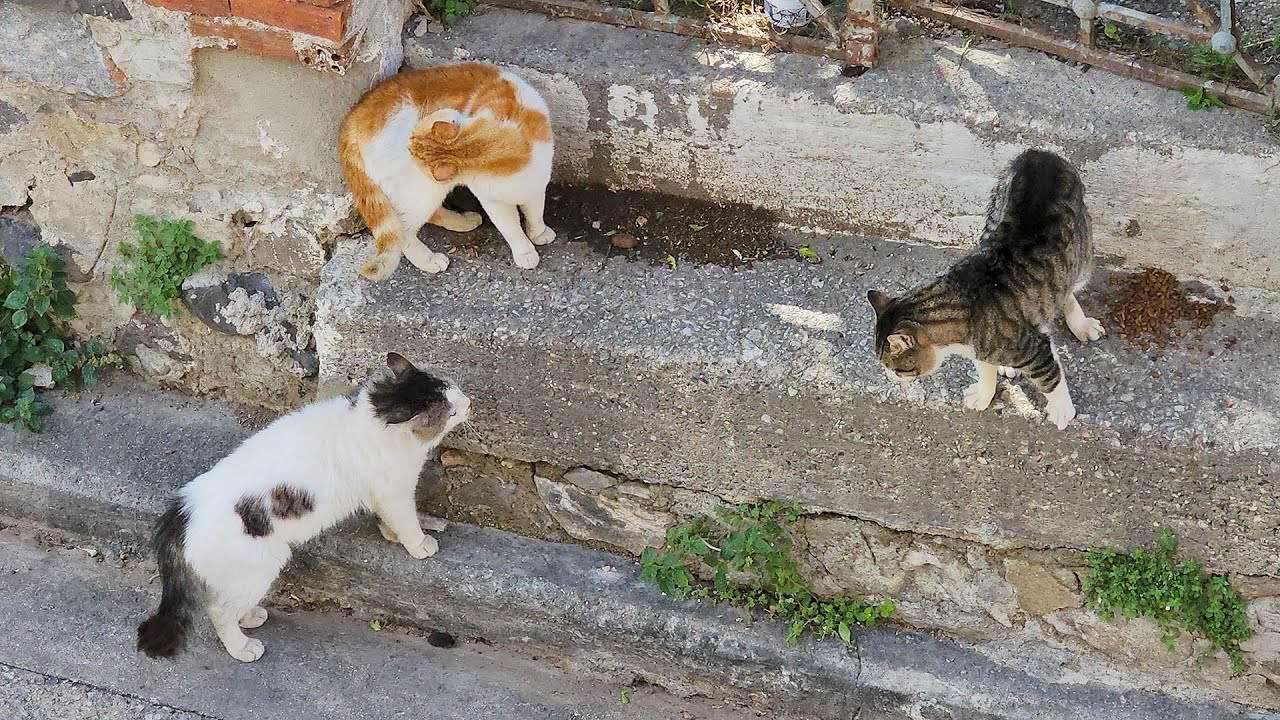 Three cats get stuck during an argument - YouTube