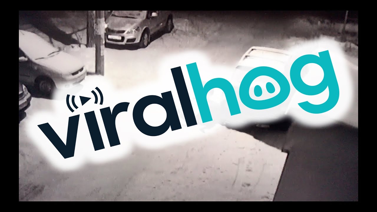 Karma Is a Dog's Best Friend || ViralHog - YouTube