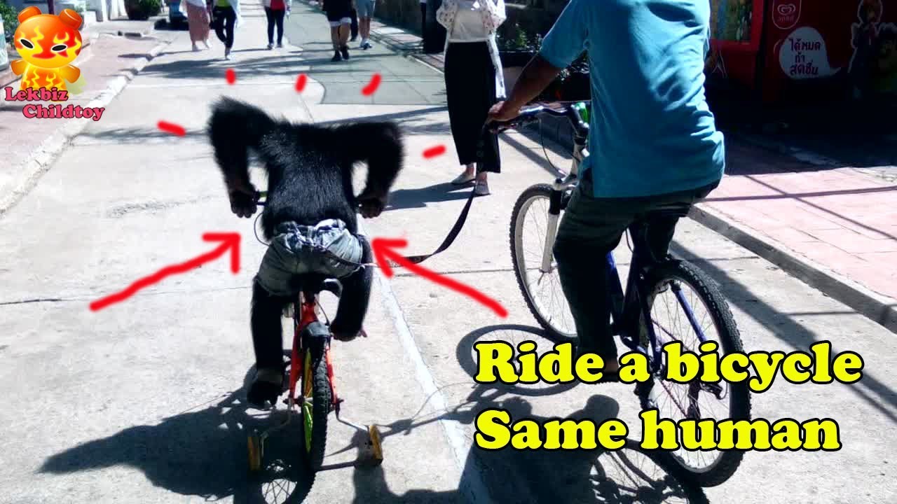 People are shocked when the Chimpanzee screen rides bikes like humans ...