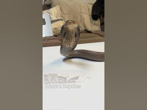 A picture comes alive #snakes #cobra #venomous - YouTube
