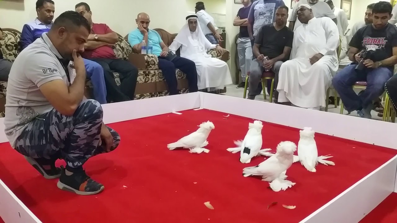 Bokhara pigeon show in Bahrain 1st June 2018 - YouTube